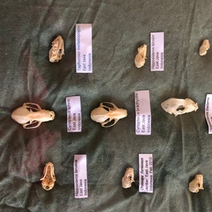 Bat Skull Collection - Etsy