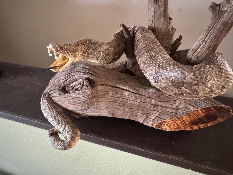 Rattlesnake Mount - Etsy