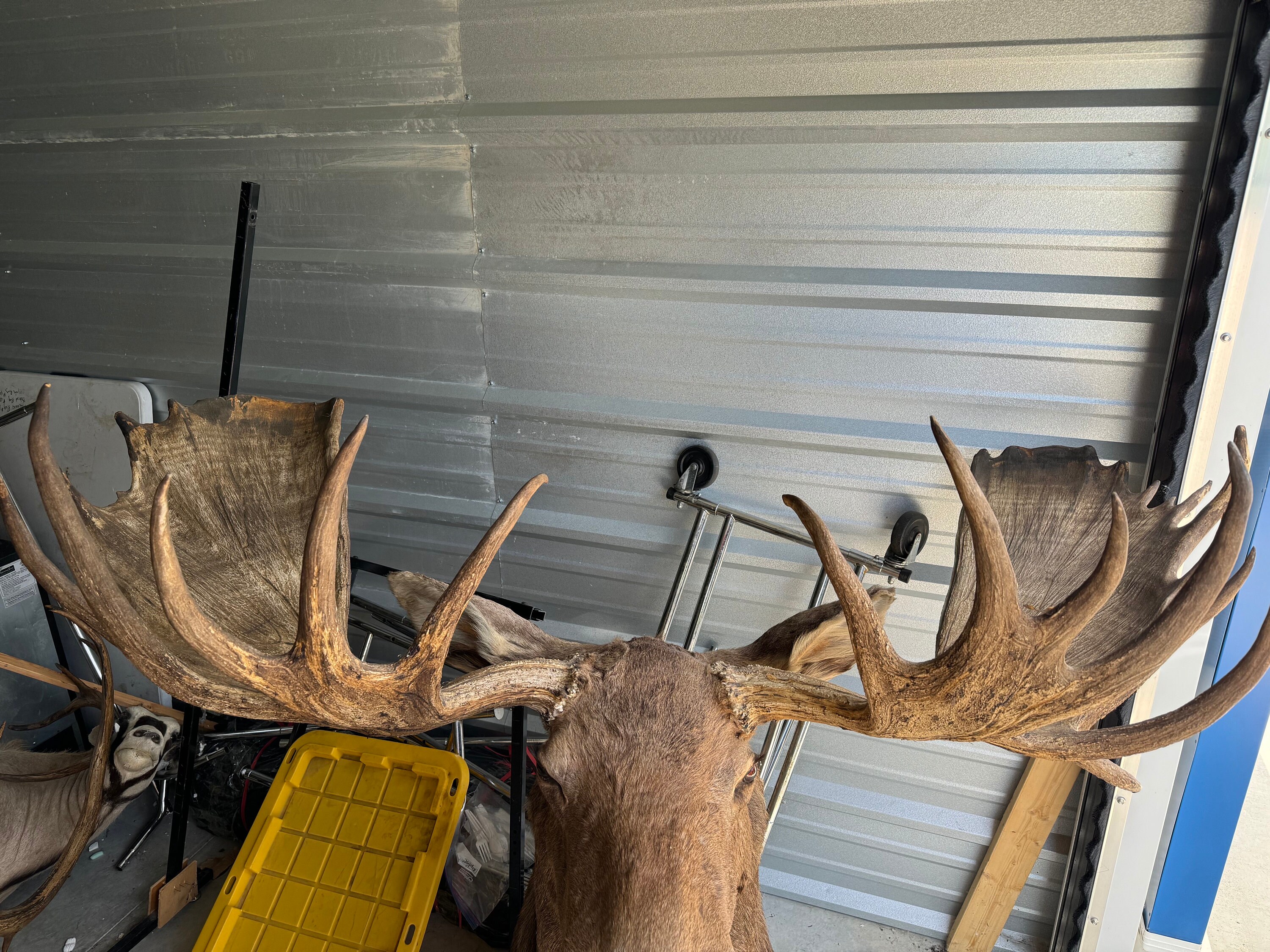 69” Bull Moose Big Big 2 Points off Boone and Crockett - Etsy
