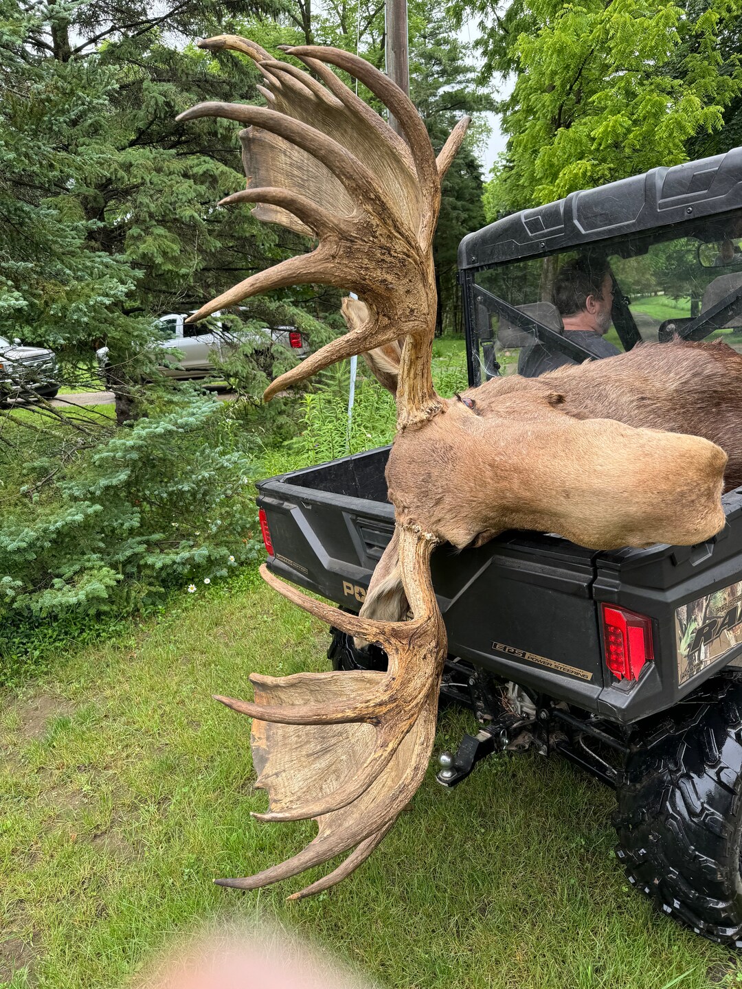 69 Bull Moose Big Big 2 Points off Boone and Crockett - Etsy