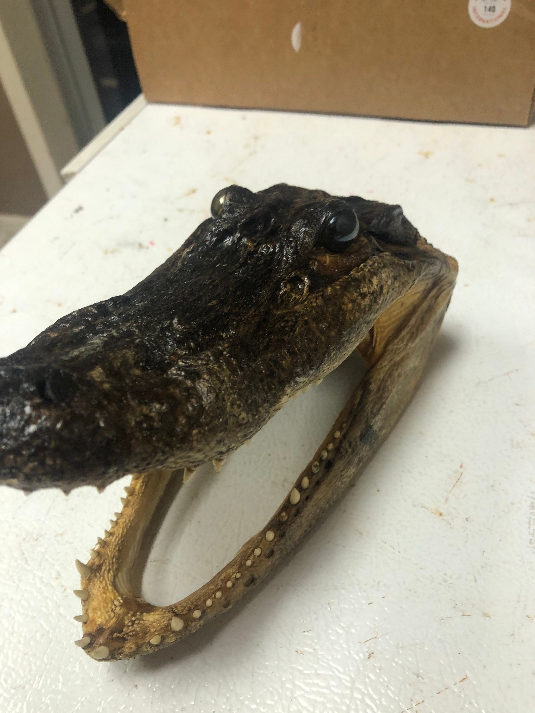 6 to 8 Gator Heads | Etsy