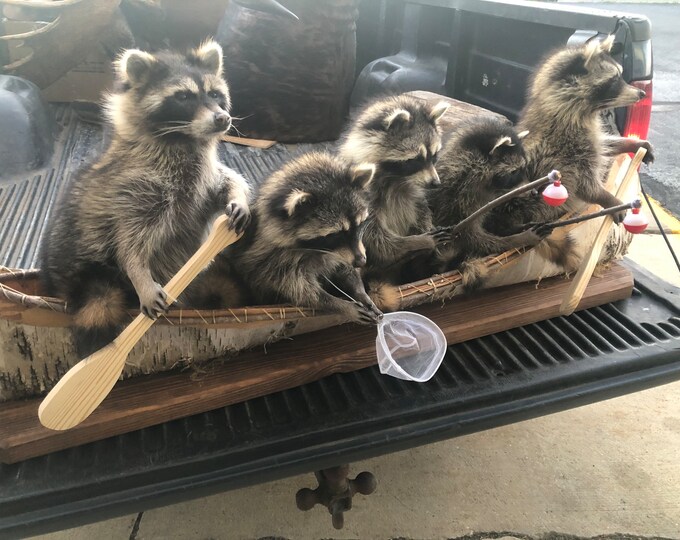 Canoeing Raccoons Fishing - Etsy