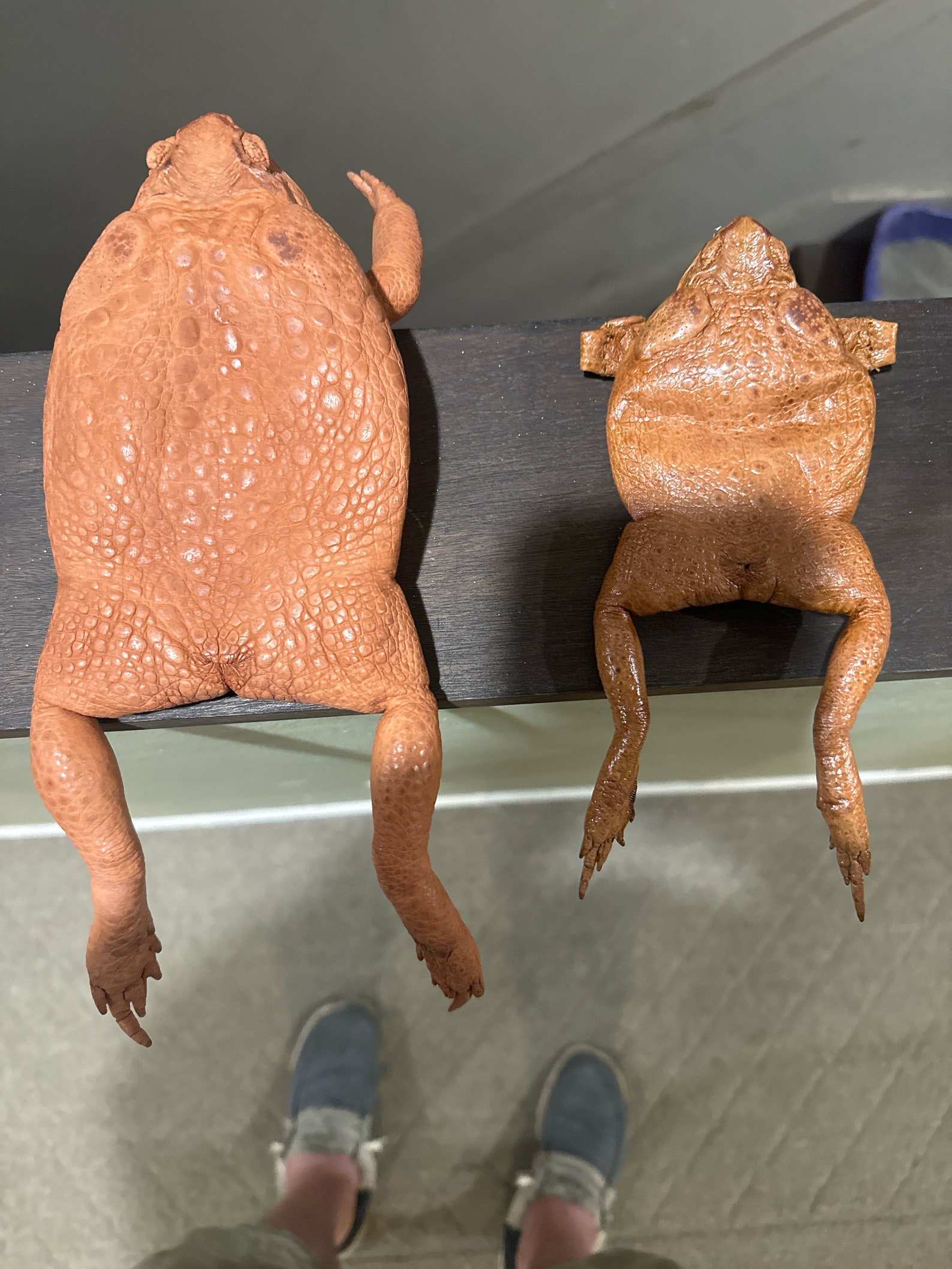 Big Cane Toad Purse Shoulder Bag - Etsy