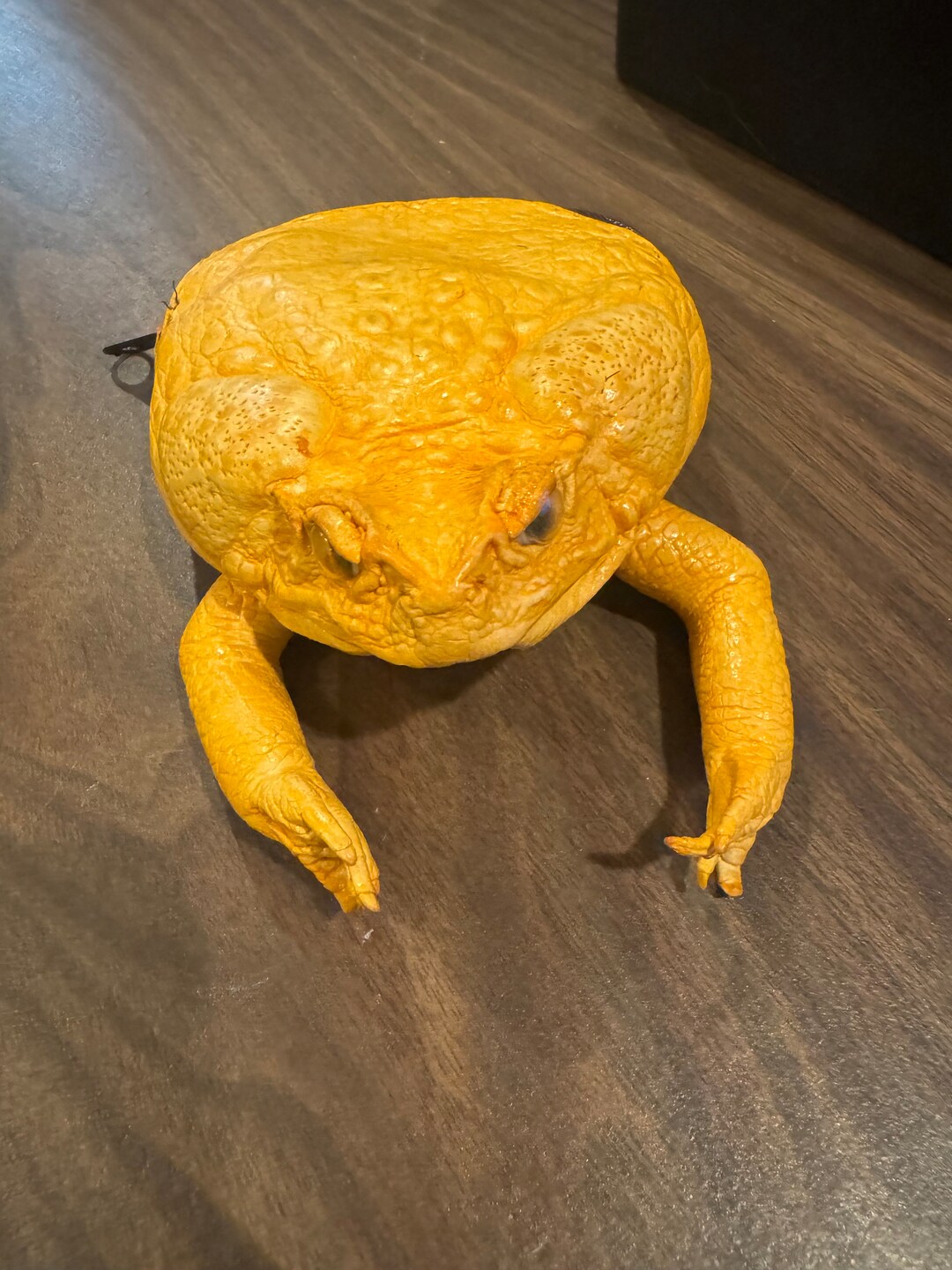 Cane Toad Coin Purse in Color Yellow - Etsy