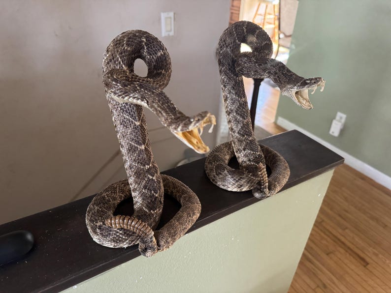 Rattlesnake Mount - Etsy