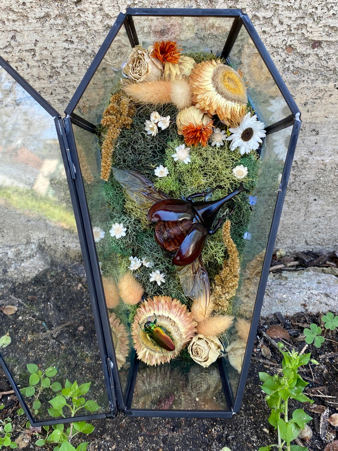 Real Rhinoceros Beetle Floral Coffin Terrarium - Etsy
