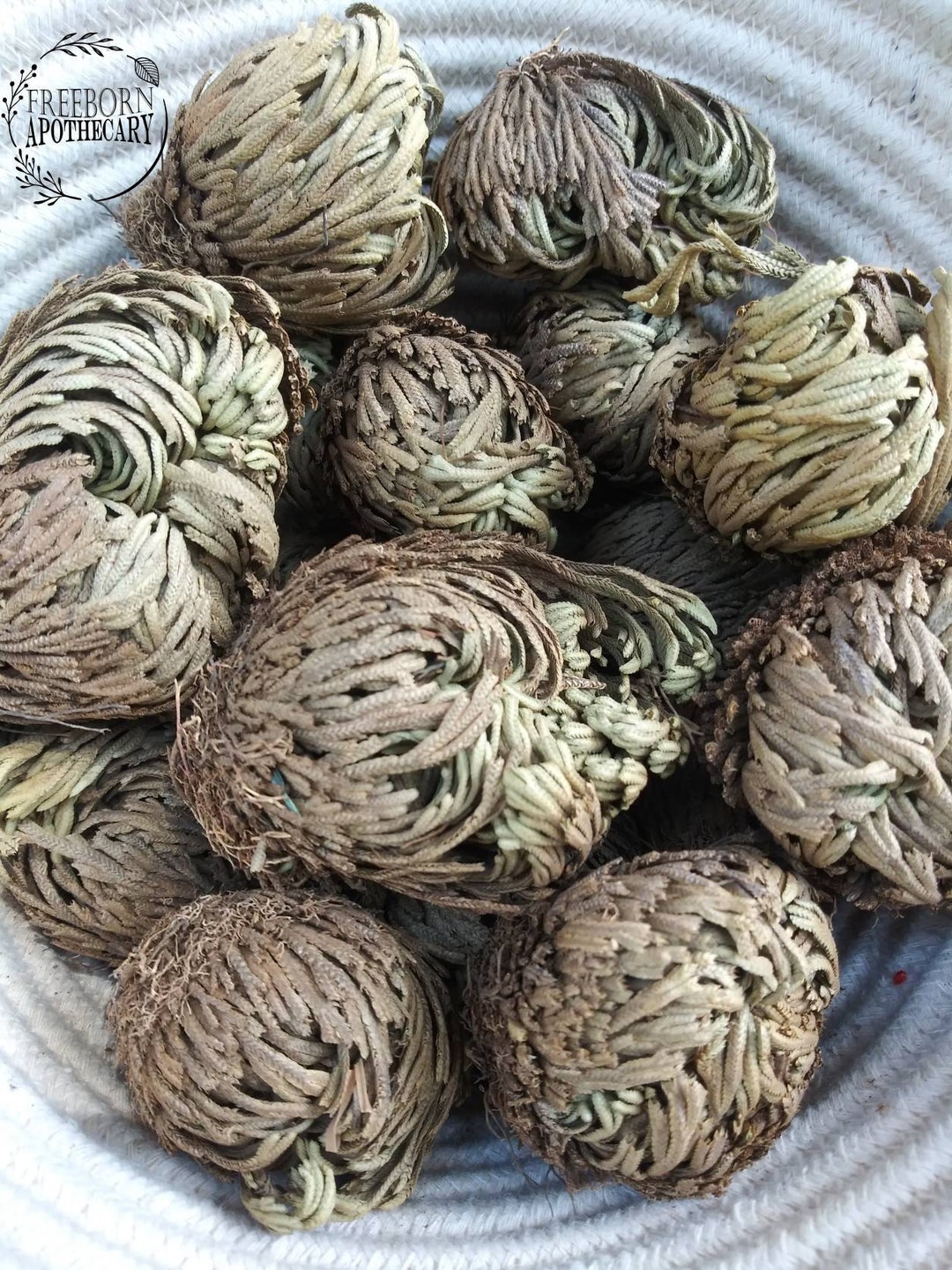 Rose of Jericho | Resurrection Plant | Resurrection Flower | Dinosaur ...
