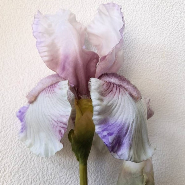 Tall Bearded Iris - Etsy