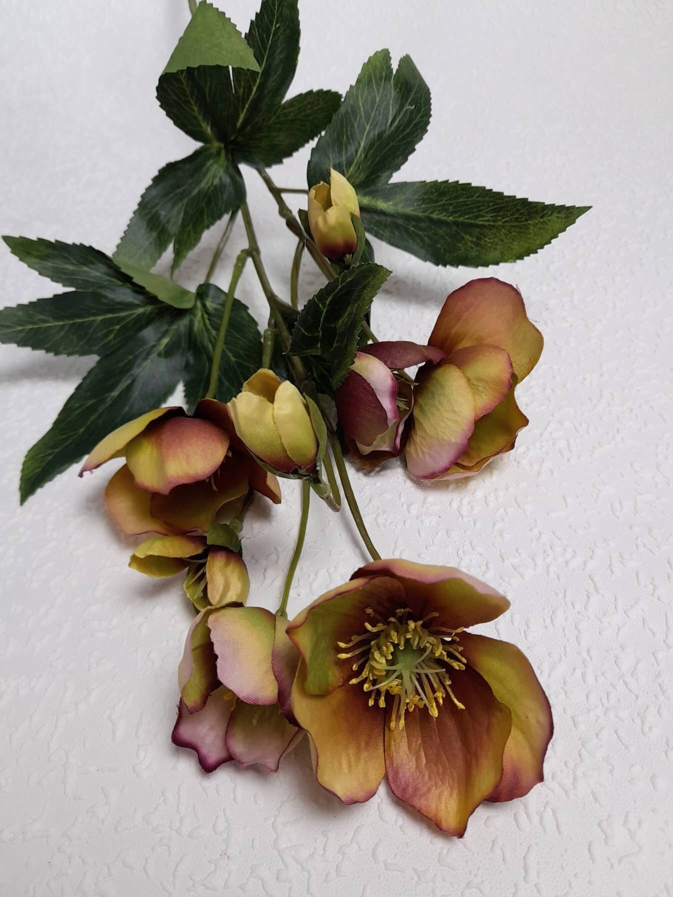 Hellebore Green