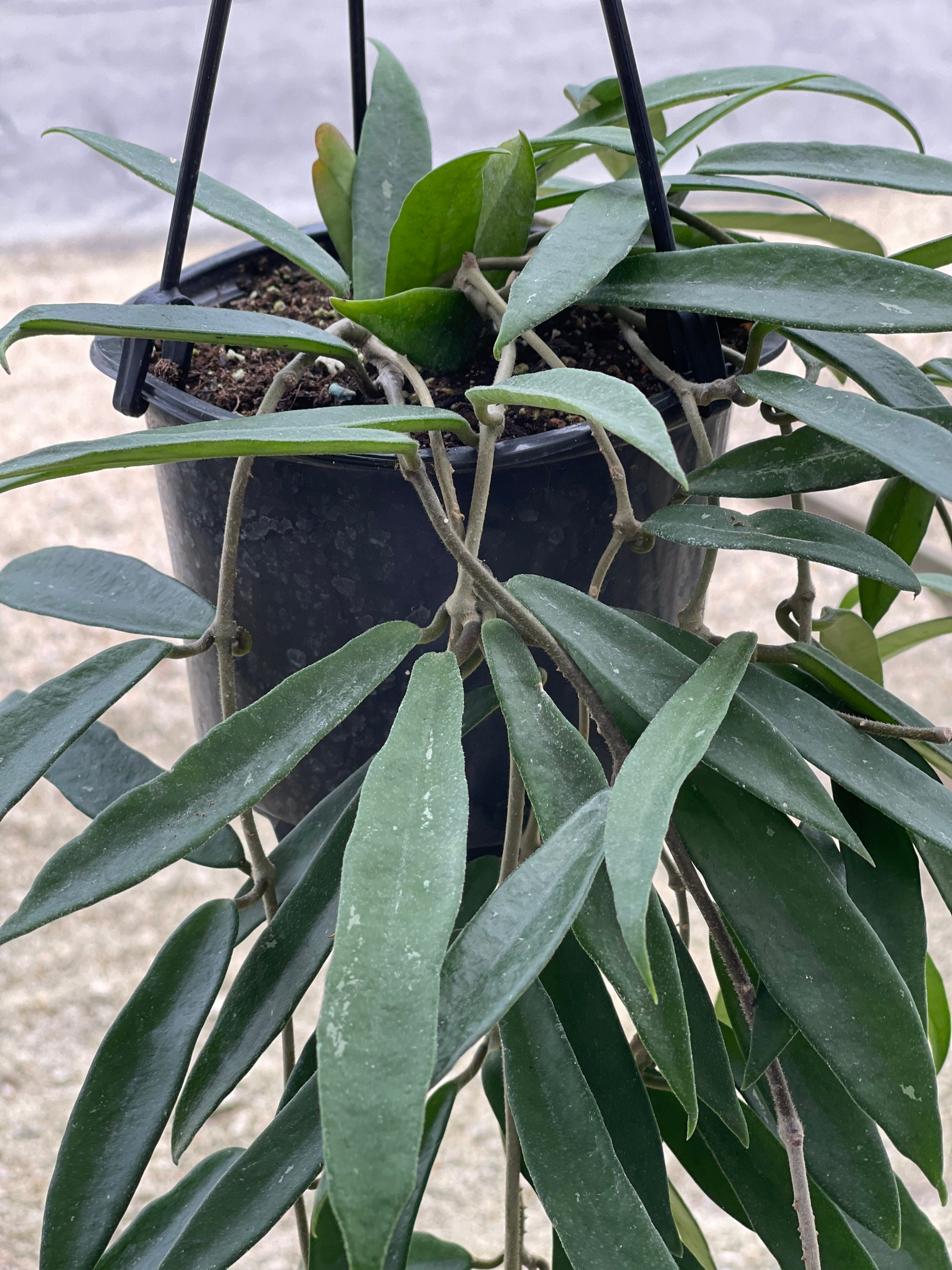 Hoya Minibelle Hoya Shepherdii & Hoya Carnosa Hybrid Rare - Etsy