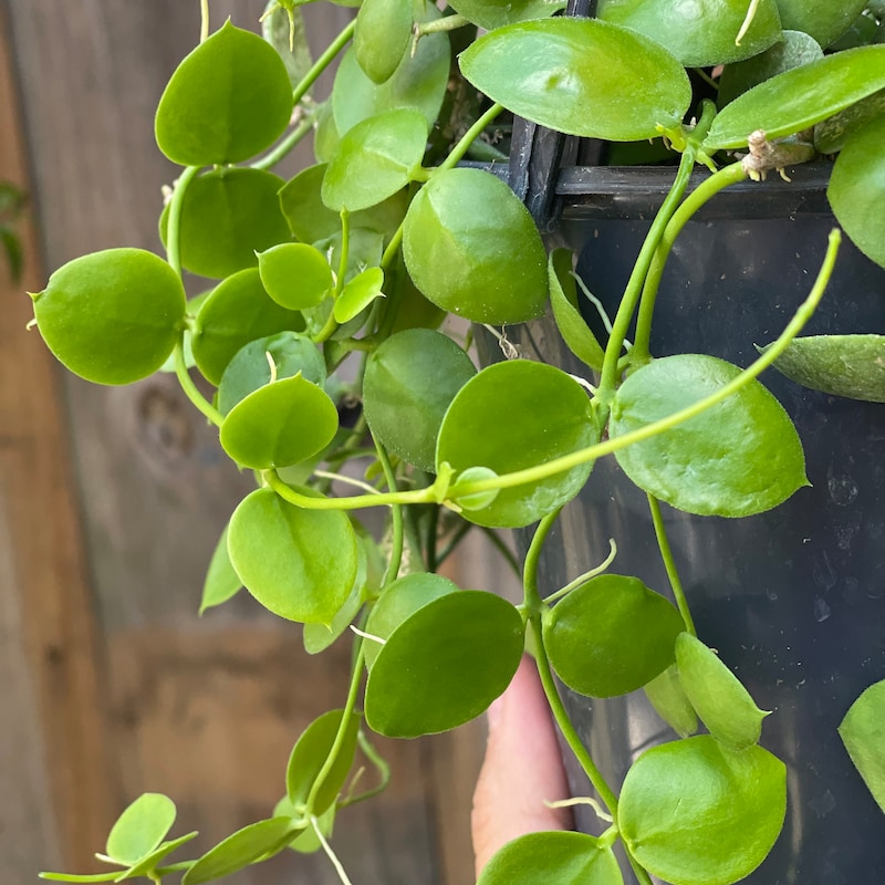 String of Nickels - Etsy