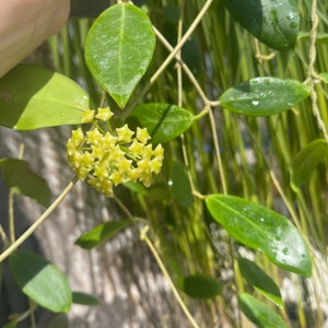 Hoya Mindorensis ‘gold’ | Rare - Etsy