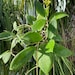 Hoya Mindorensis ‘gold’ | Rare - Etsy