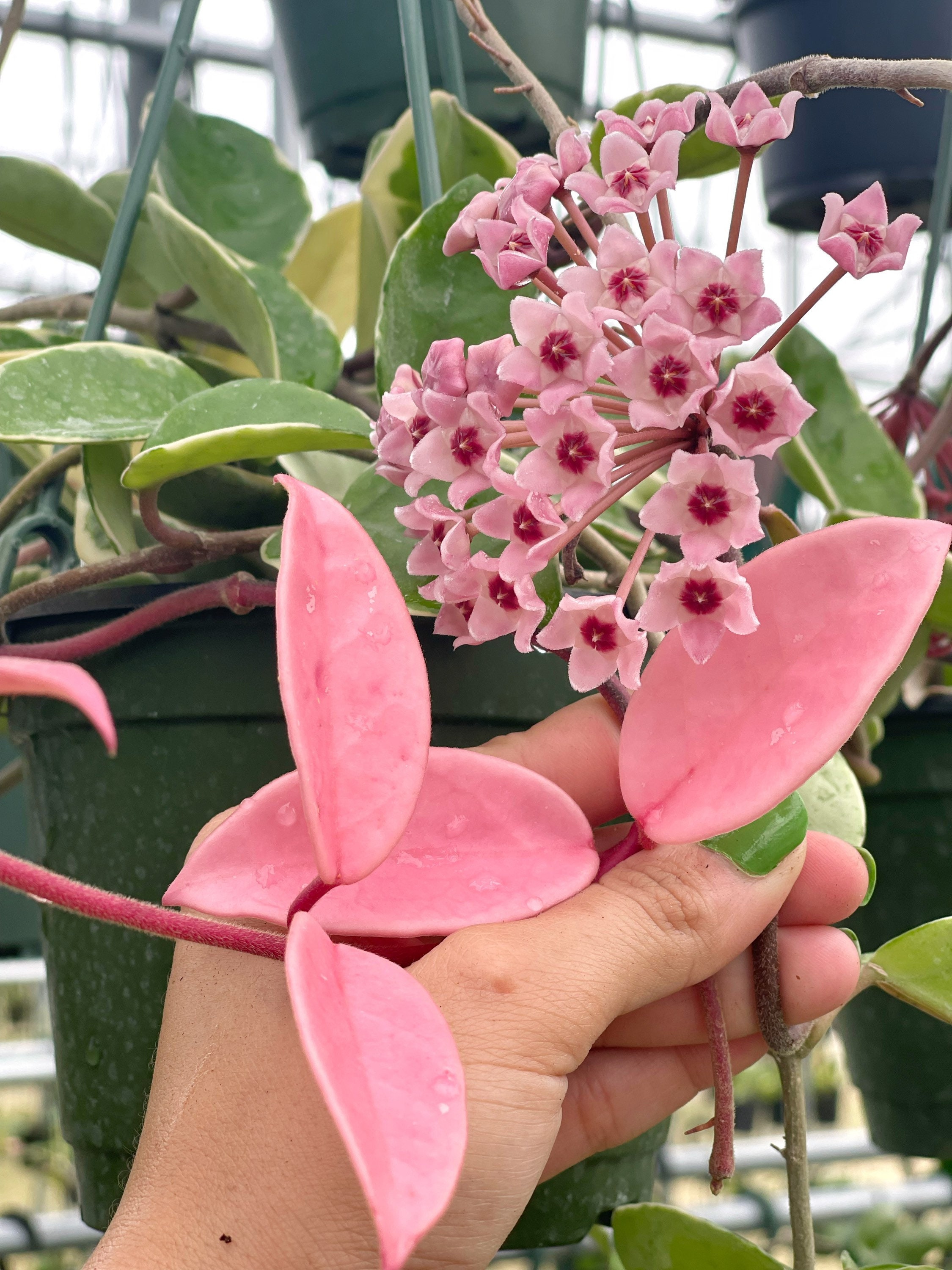 Hoya Krimson Queen Tricolor Variegated Hoya Carnosa - Etsy Hoya Krimson Queen Tricolor Variegated Hoya Carnosa - Etsy