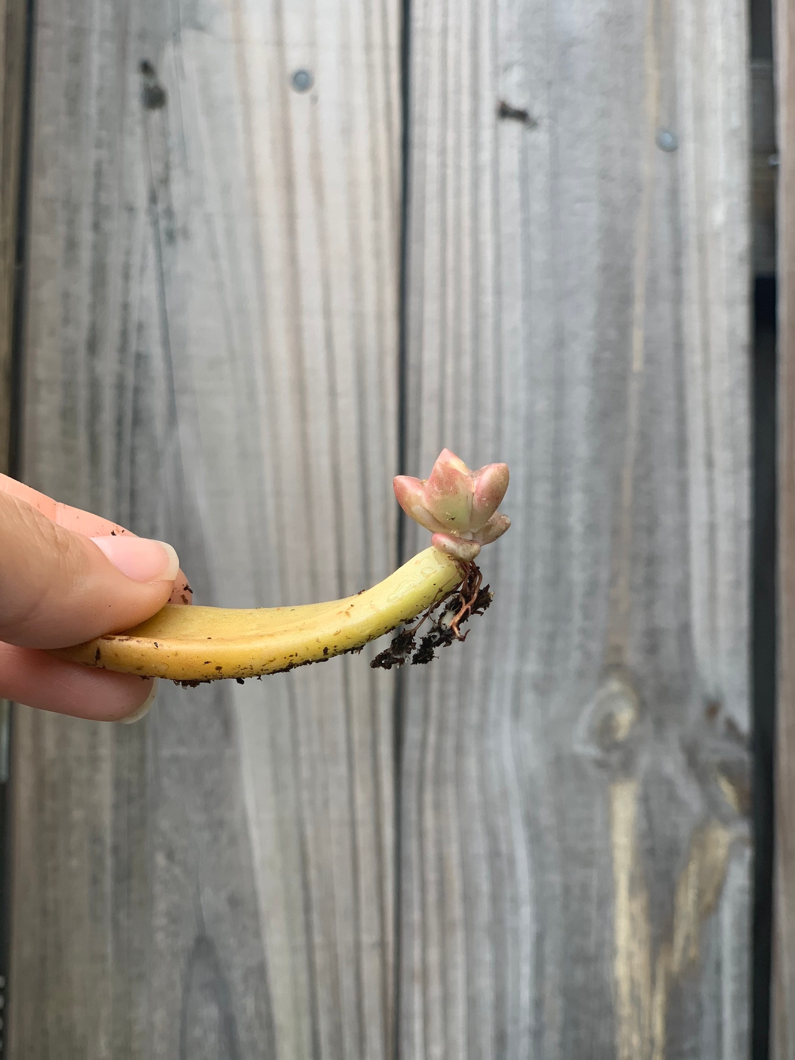Succulent Leaf Starters Propagation - Etsy