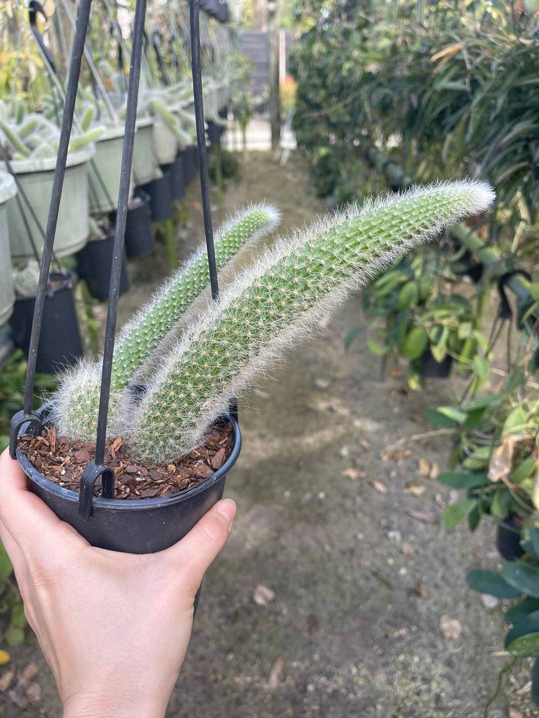 Cleistocactus Winteri Subsp. Colademononis | Monkey’s Tail Cactus - Etsy