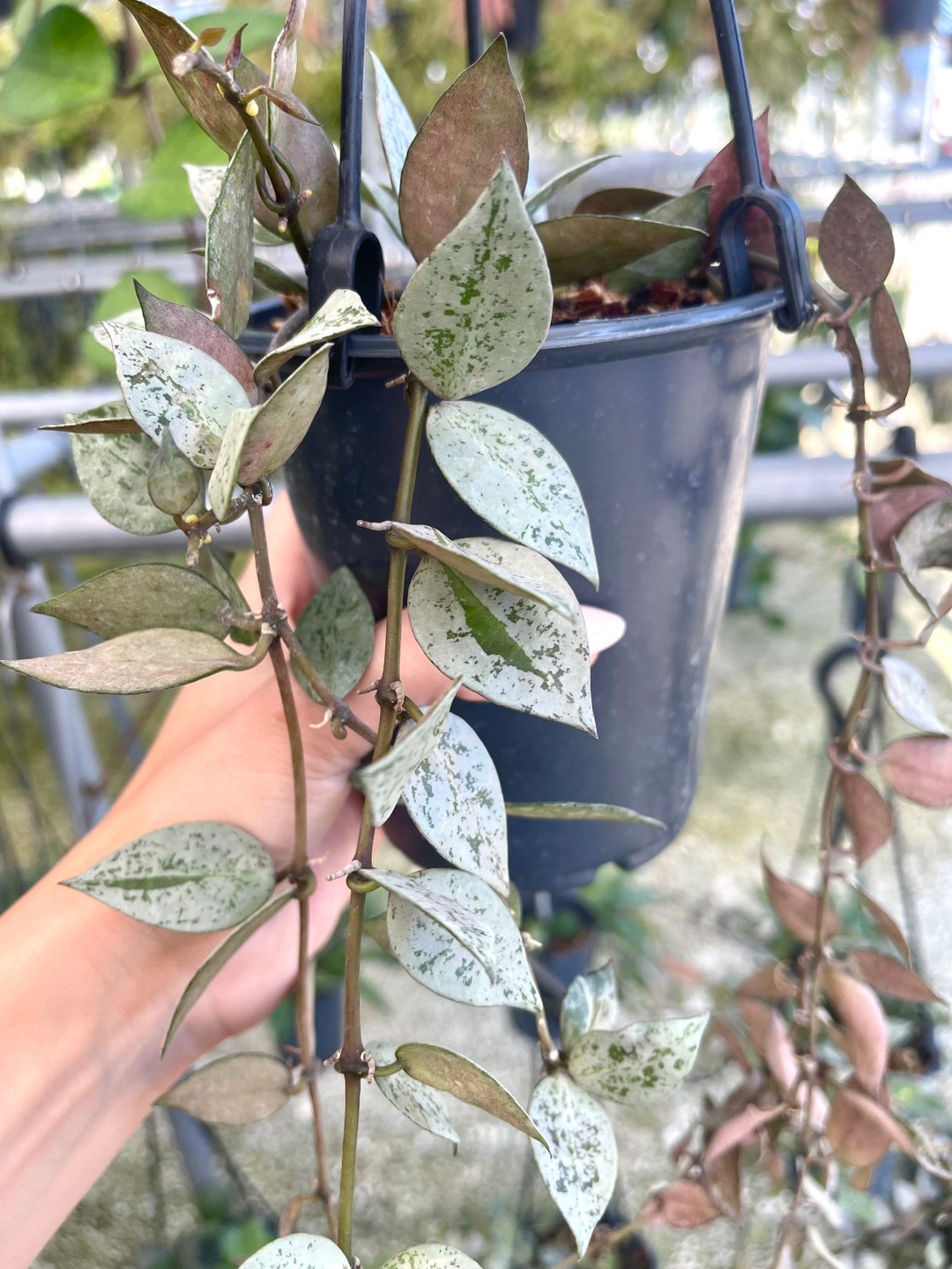 Hoya ‘silver Splash’ | Hoya Krohniana ‘eskimo’ | Rare Hoya Plant - Etsy