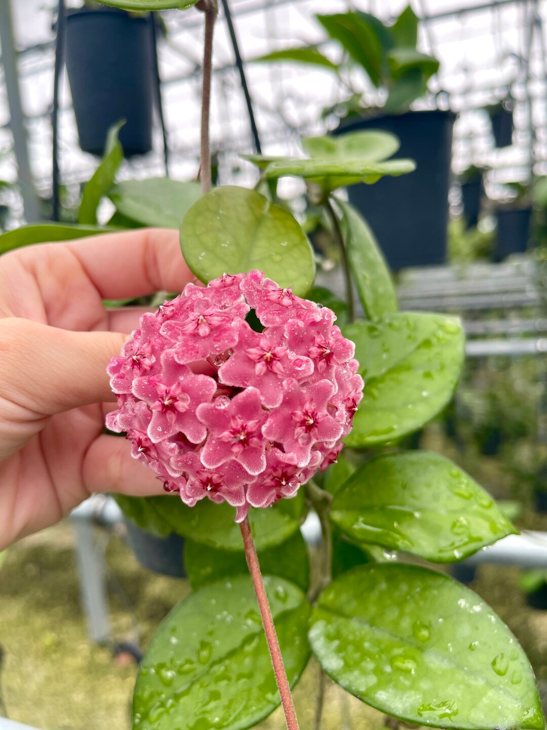 Hoya Fungii | Rare Hoya Plant | Pink Blooms - Etsy