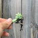 Succulent Leaf Starters Propagation - Etsy