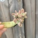 Succulent Leaf Starters Propagation - Etsy
