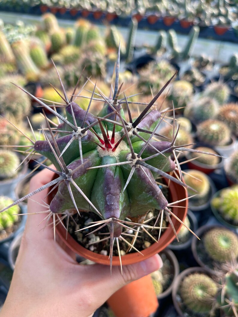Purple Variegated Ferocactus Emoryi Covillei RARE Cactus - Etsy