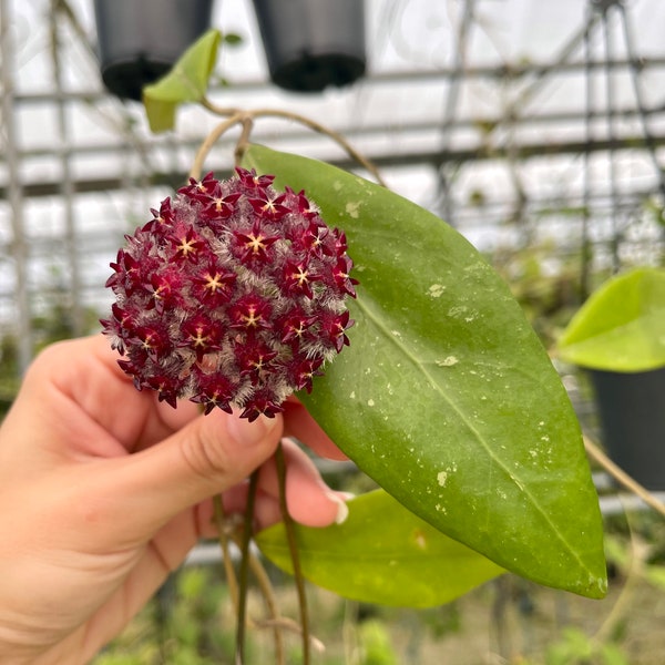 Hoya Plant - Etsy