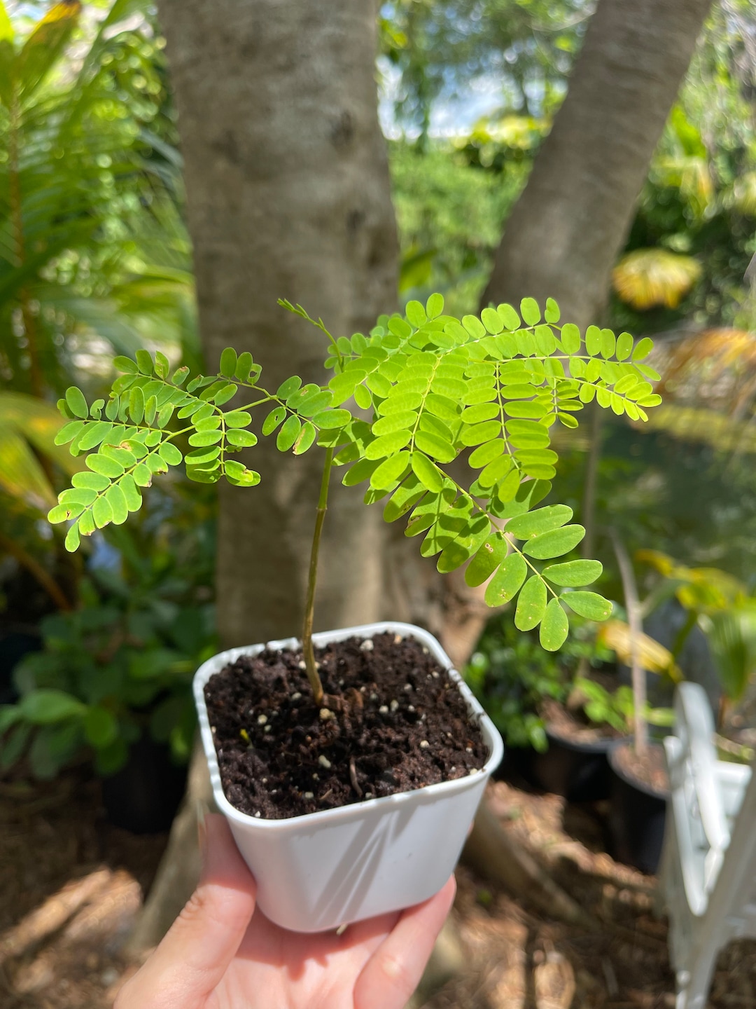 Royal Poinciana Tree | Flamboyant Tree | Seedling | Sapling - Etsy