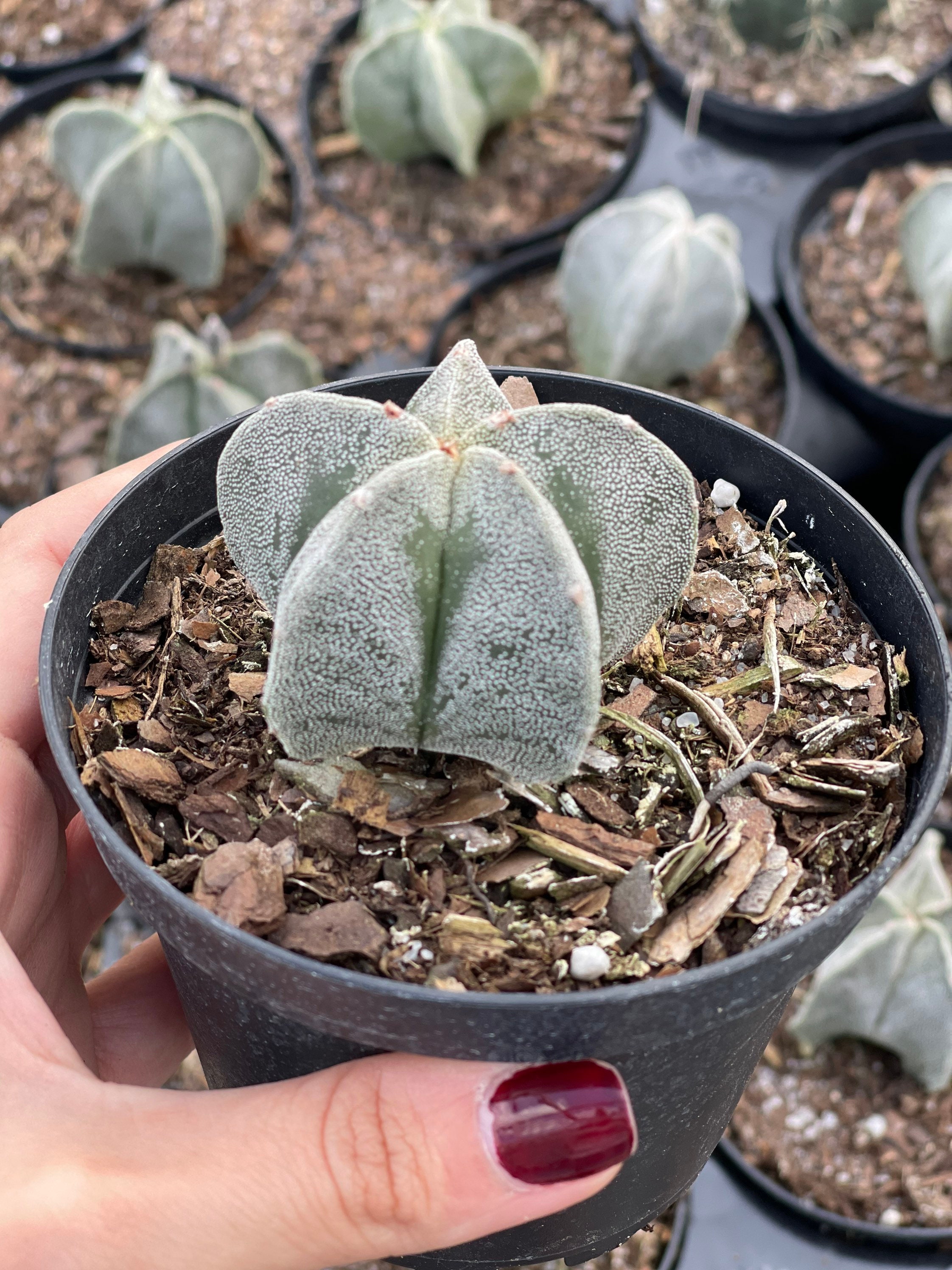 Astrophytum Myriostigma Bishops Cap Cactus - Etsy