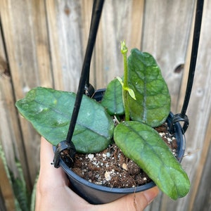 Hoya Villosa Globulosa RARE Hoya Dark Green Veins - Etsy