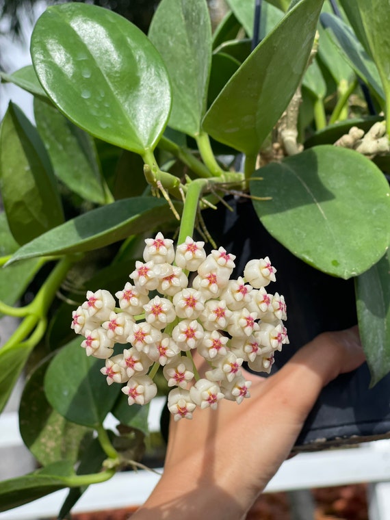 Hoya Pachyclada red Corona Hoya Subquintuplinervis VERY - Etsy