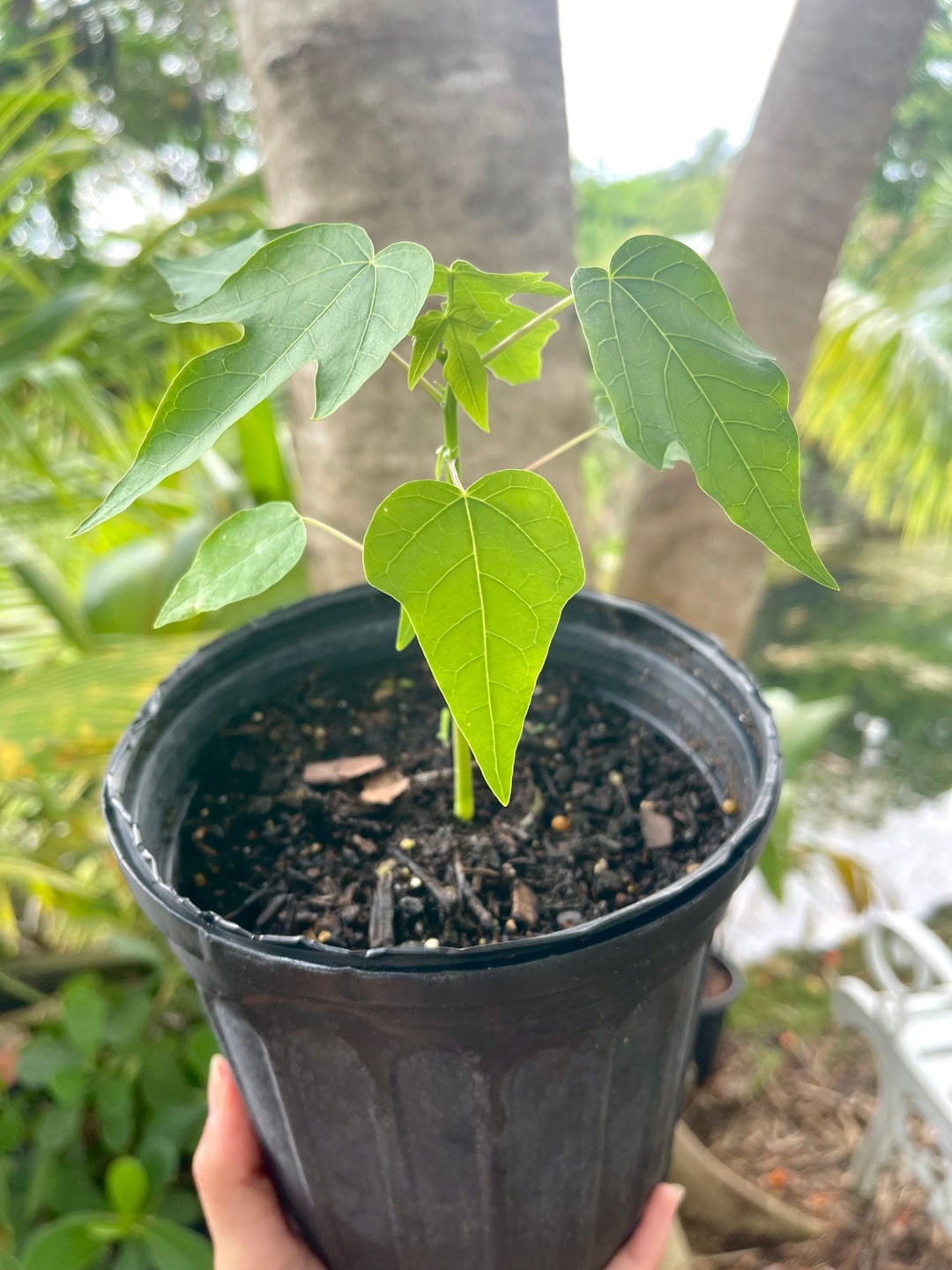 Baby Papaya Tree