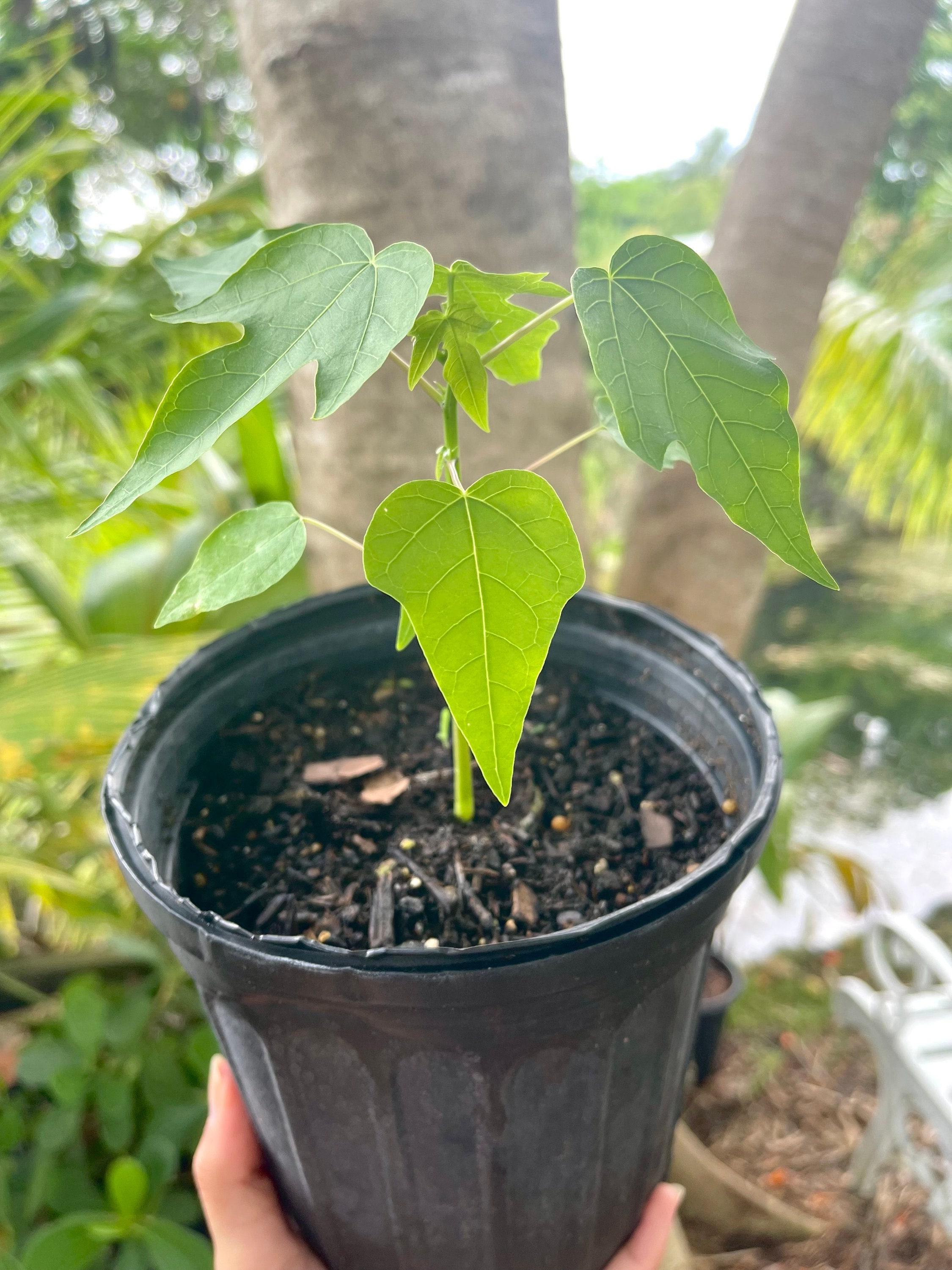 Papaya Tree