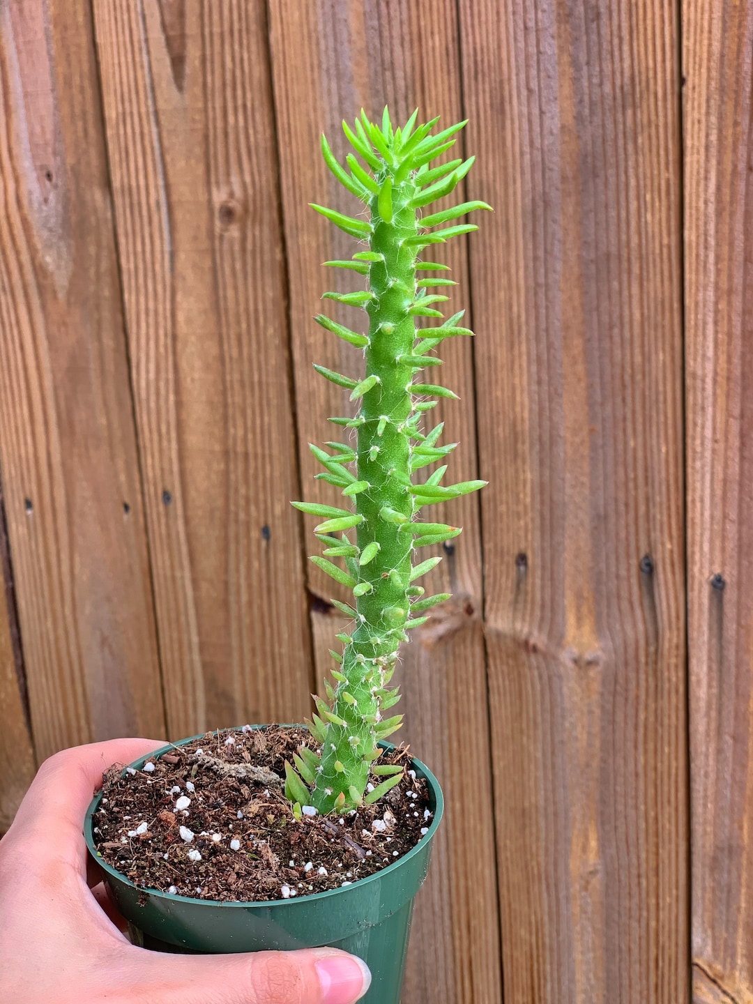 Eve’s Pin Cactus - Etsy