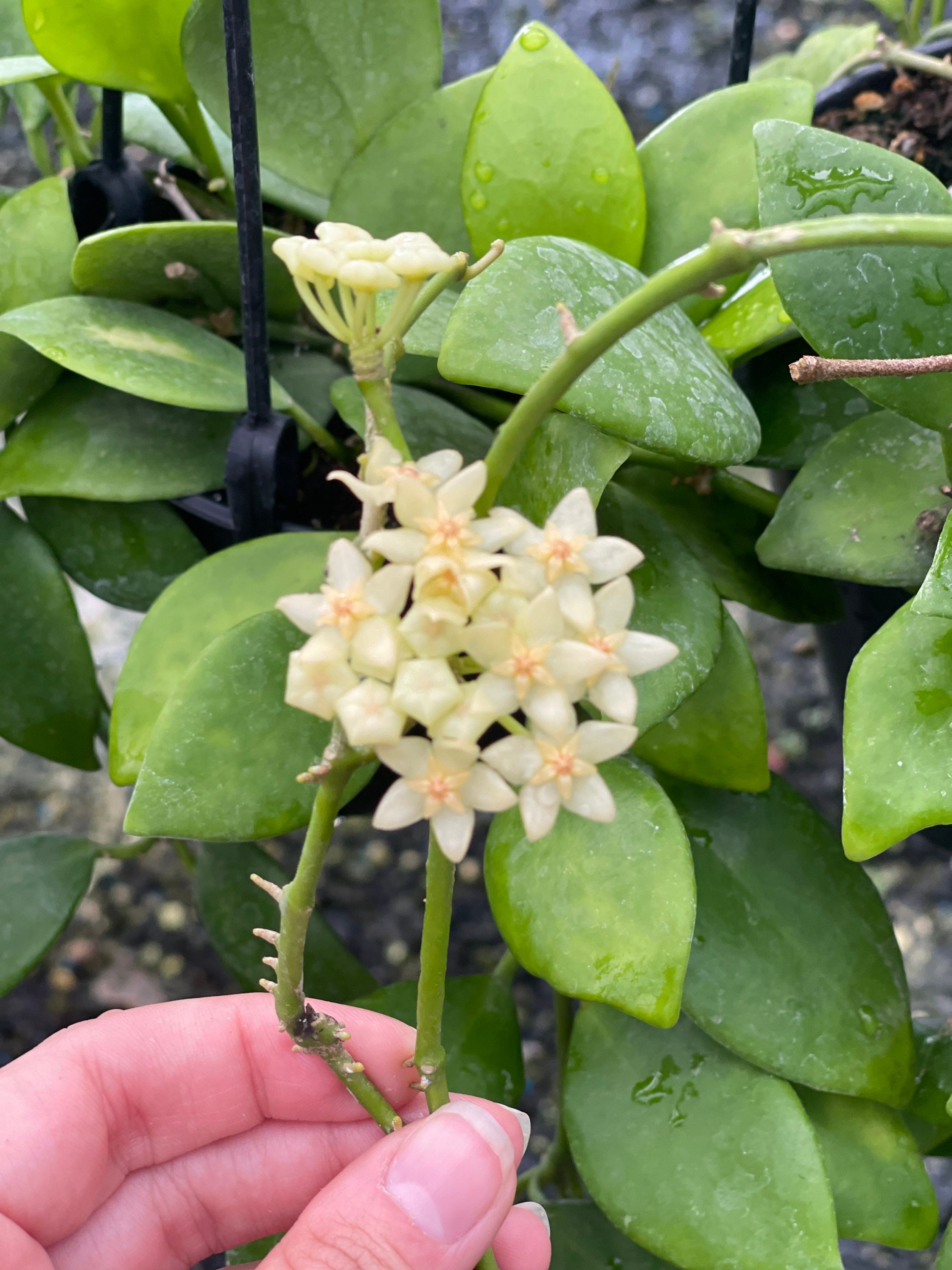 Hoya Diptera RARE - Etsy