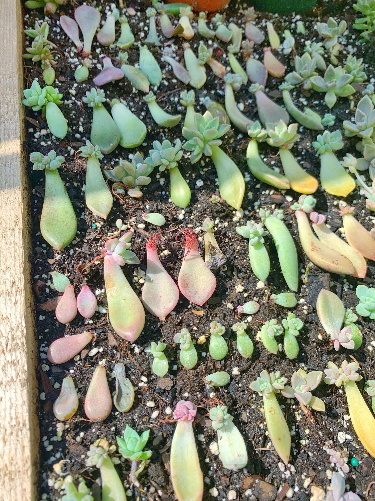 Succulent Leaf Starters Propagation - Etsy