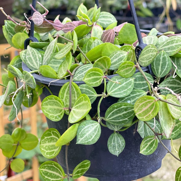 Hoya Imbricata - Etsy