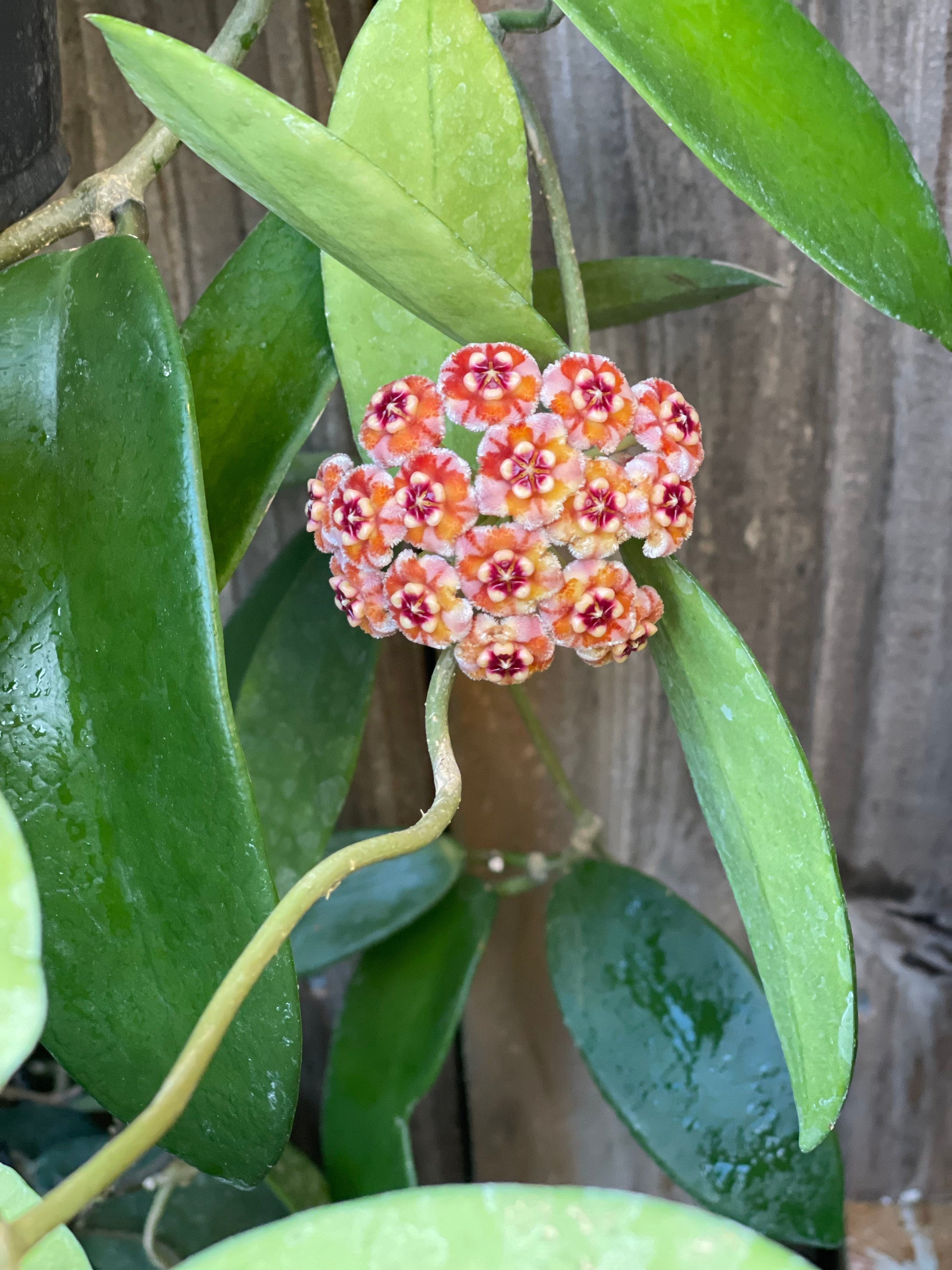 Hoya Meliflua VERY RARE - Etsy