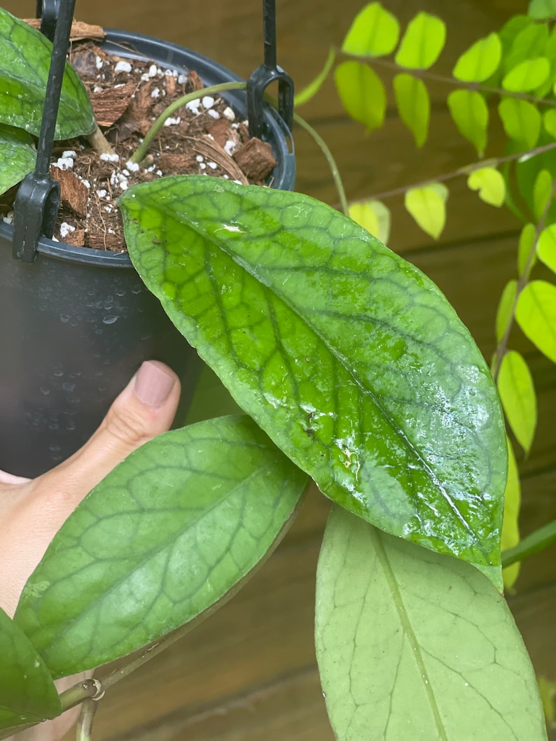 Hoya Vitellinoides | Very RARE | Live Hoya Plant - Etsy