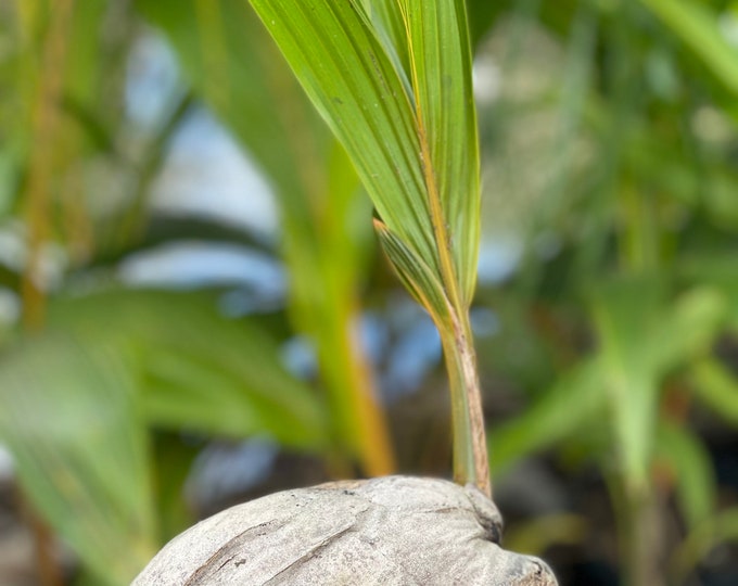 Massive Fiji / Samoan Dwarf Coconut Seed Cocos Nucifera Tropical Rare ...
