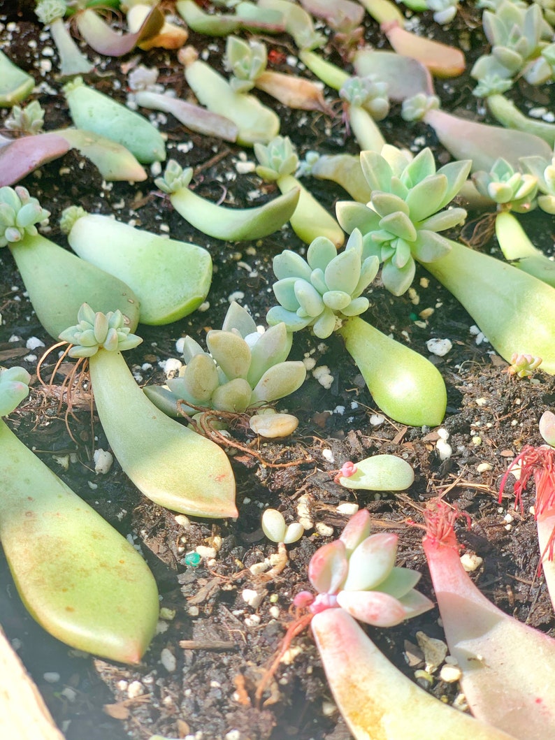 Succulent Leaf Starters Propagation - Etsy