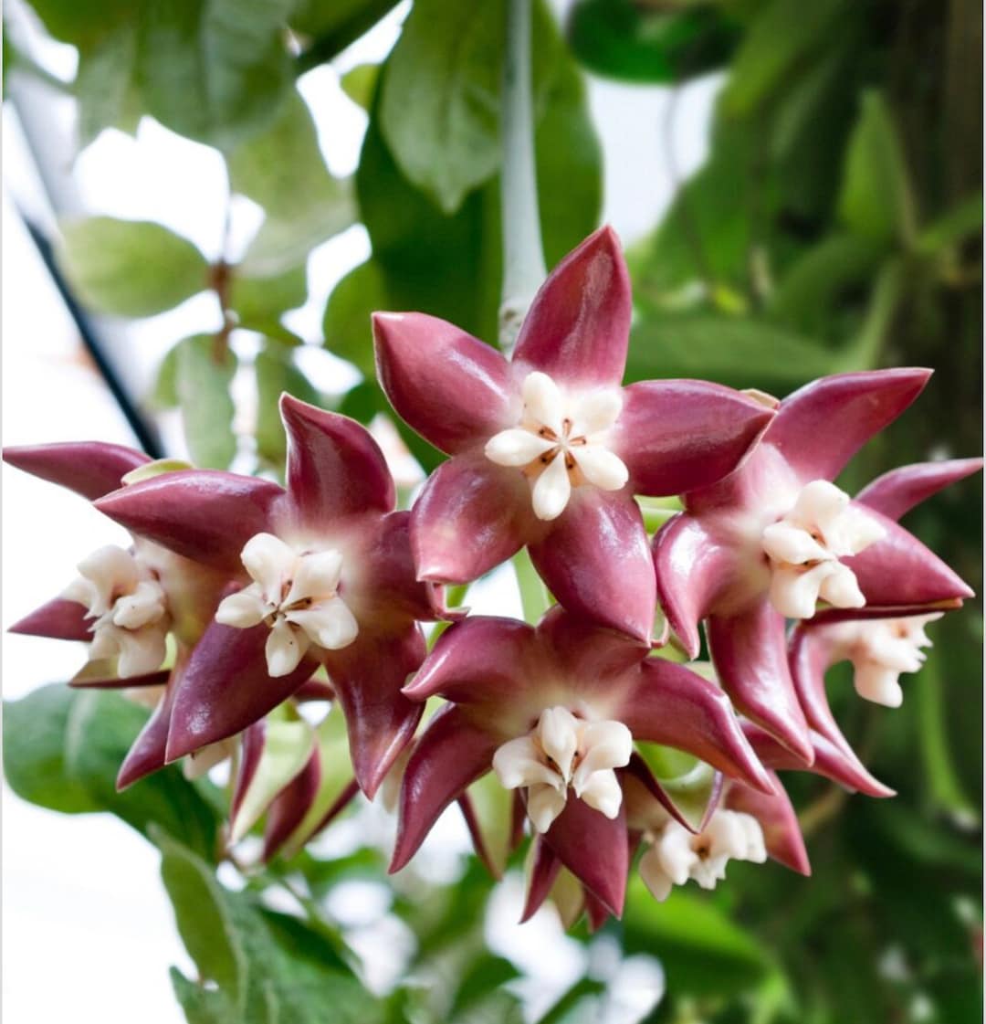 Hoya Imperialis Red | Rare Hoya Plant - Etsy