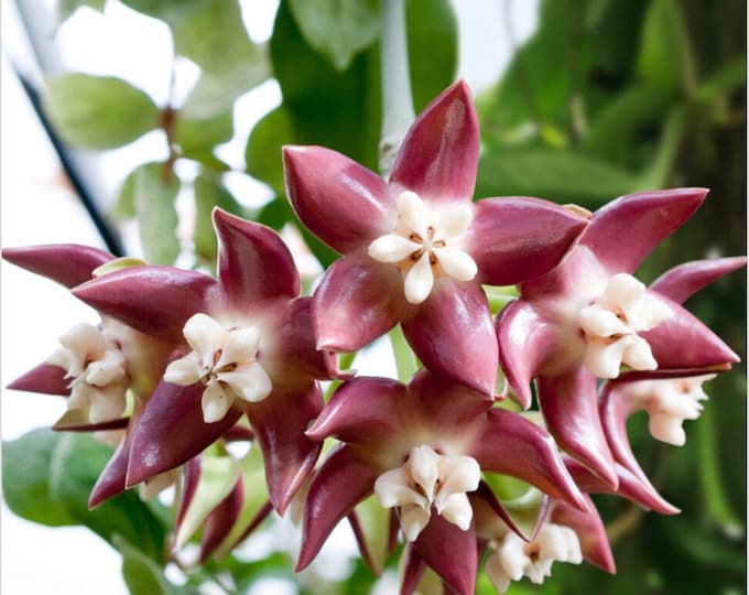 Hoya Cotton Candy ”MB 1173-417” in 4.5”pots - Rare Hoya-wax Plant ...