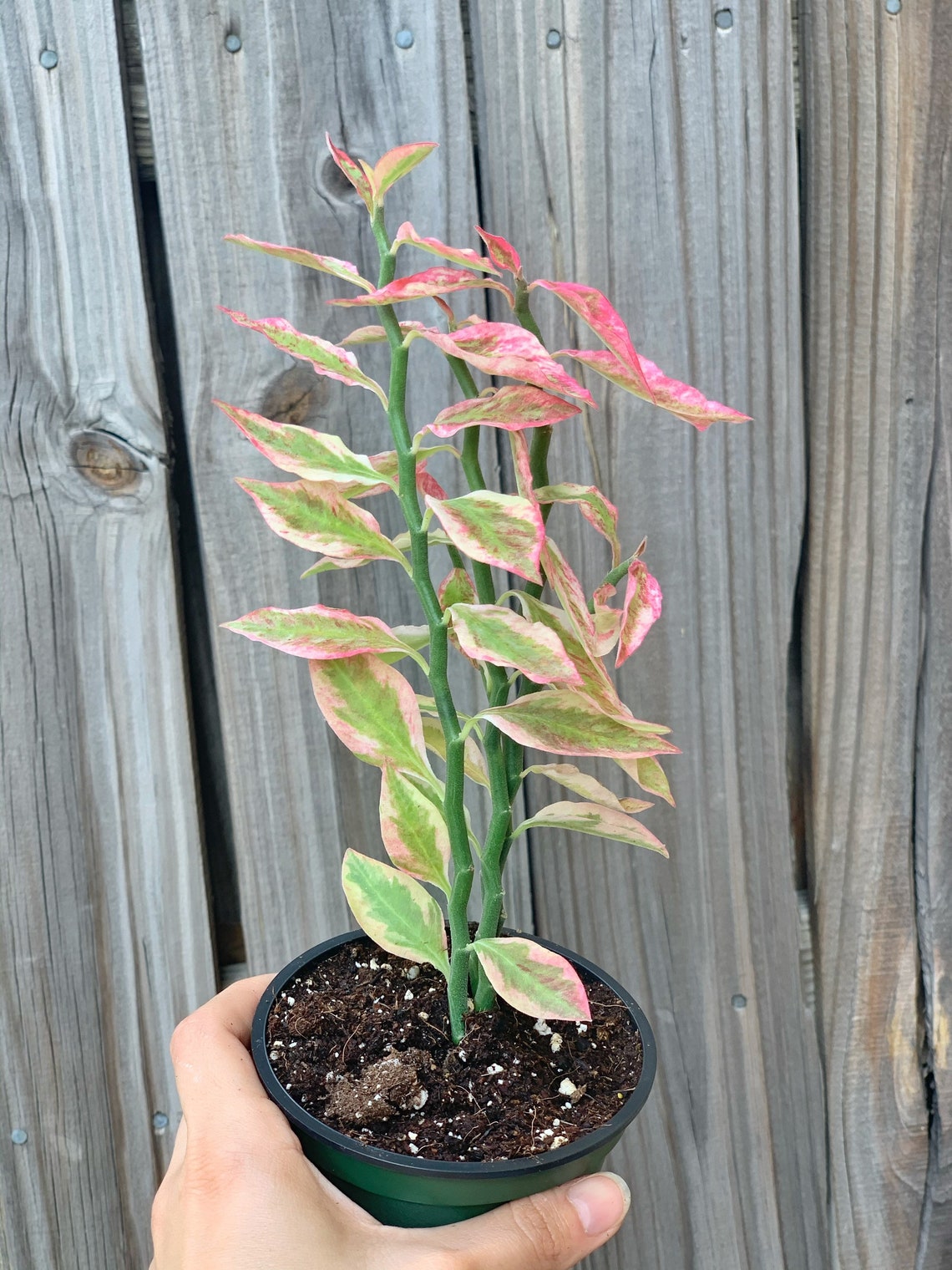 Devil's Backbone I Pink Variegated - Etsy