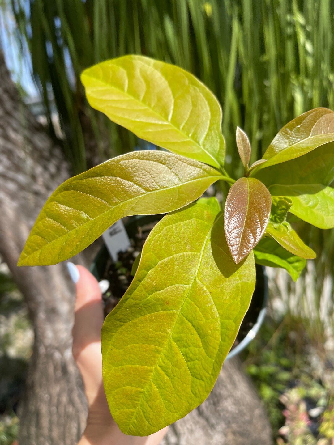 Avocado fuerte Tree Organic Miami Grown - Etsy