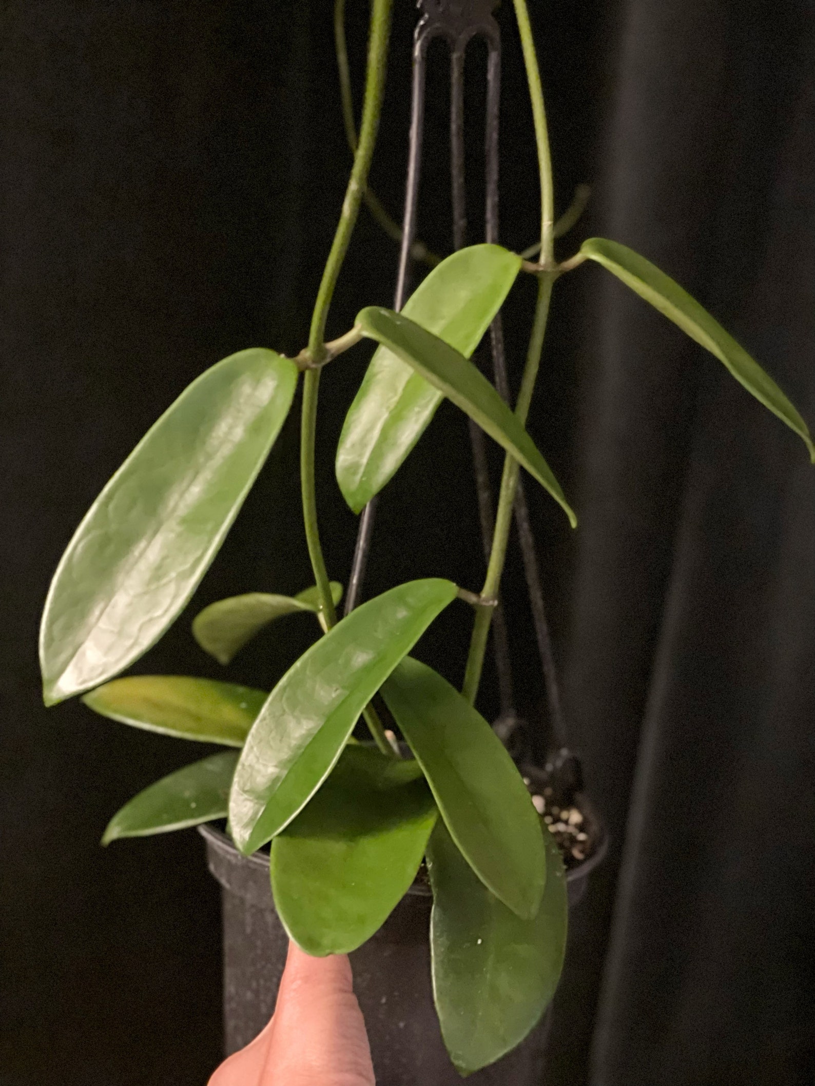 Hoya Meliflua VERY RARE - Etsy