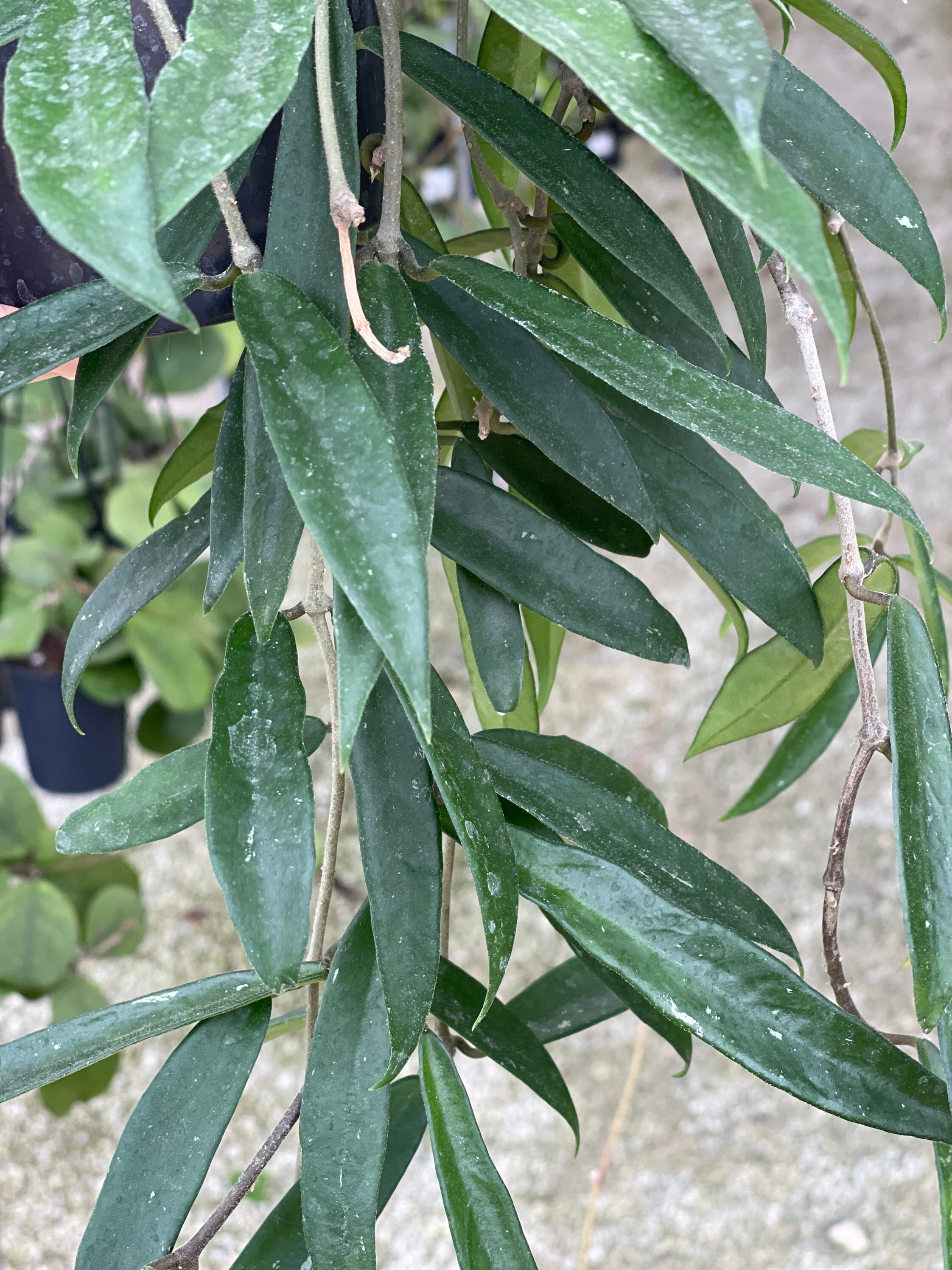 Hoya Minibelle Hoya Shepherdii & Hoya Carnosa Hybrid Rare - Etsy