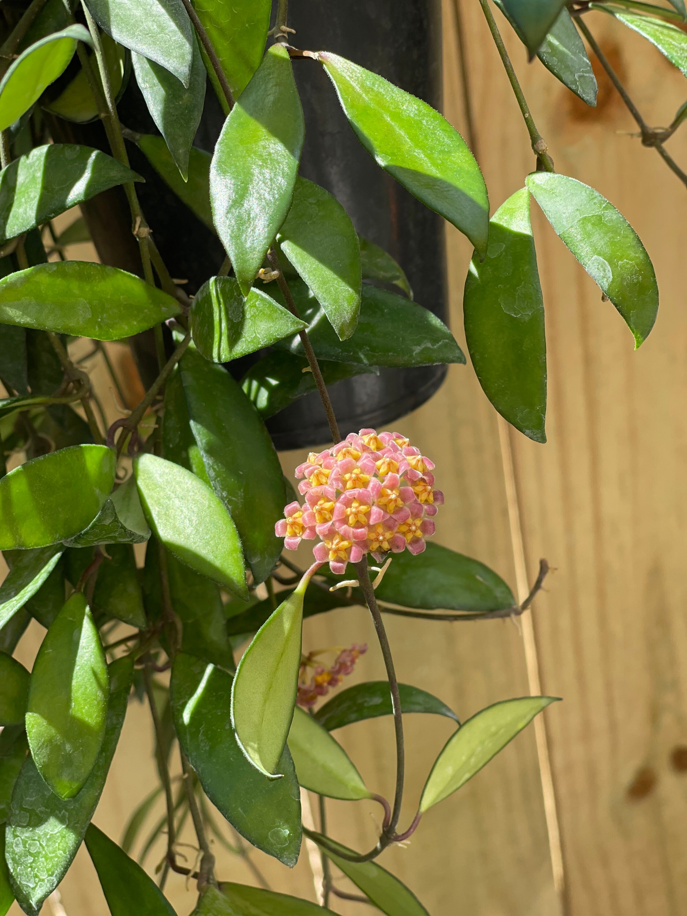 Hoya Bilobata RARE - Etsy