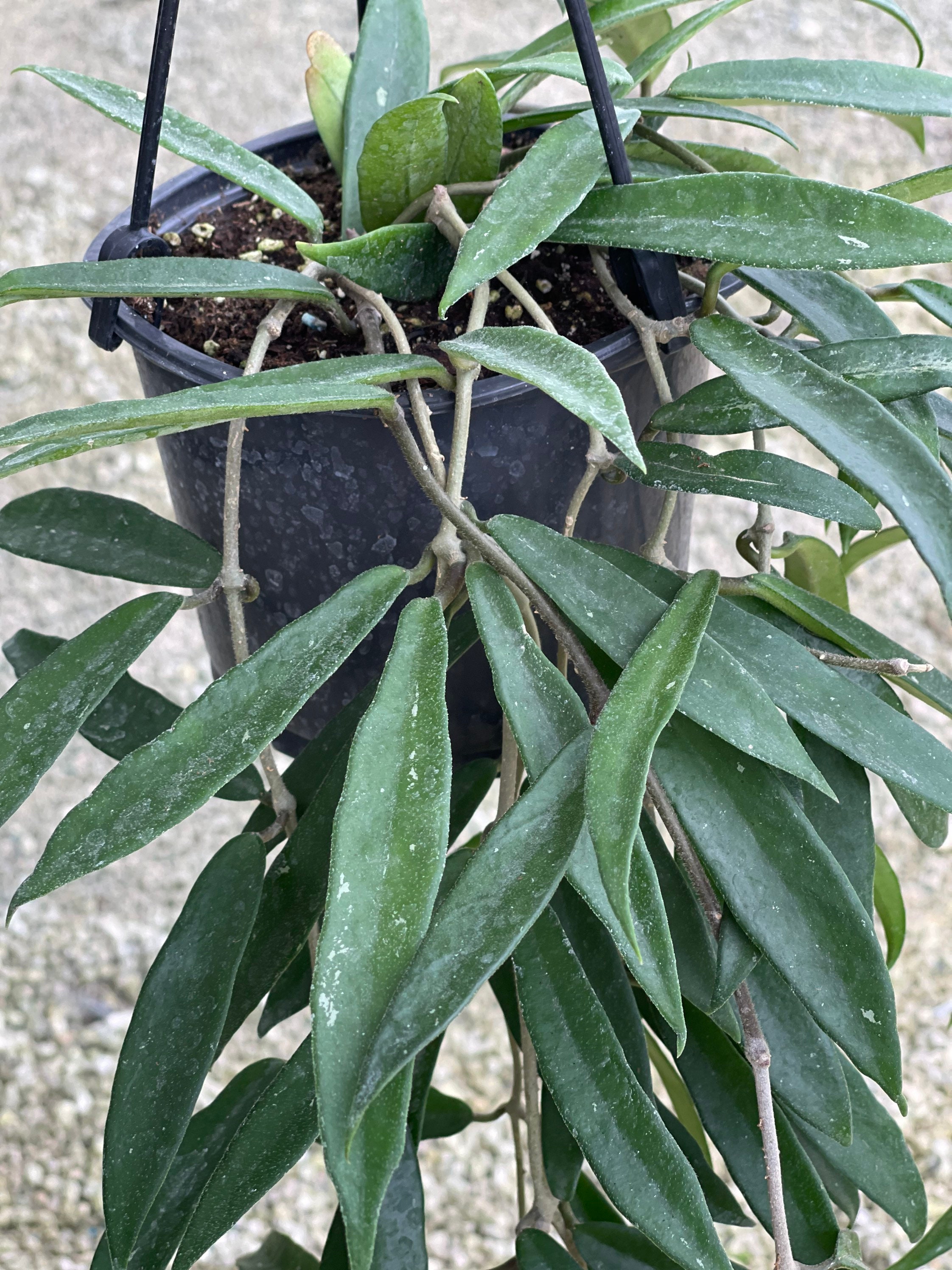 Hoya Minibelle Hoya Shepherdii & Hoya Carnosa Hybrid Rare - Etsy