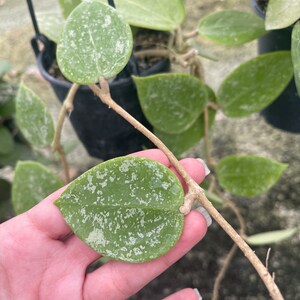 Hoya Verticillata EPC-997 Stable Pink Spot Splash | Rare Hoya Plant - Etsy