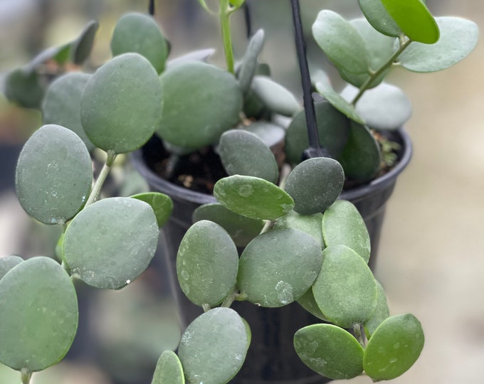 String of Coins Xerosicyos Danguyi Rare - Etsy